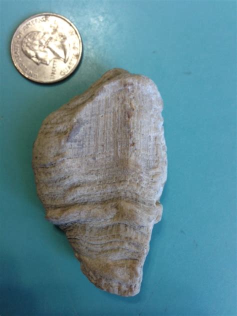 Possible Tooth Fossil ID The Fossil Forum