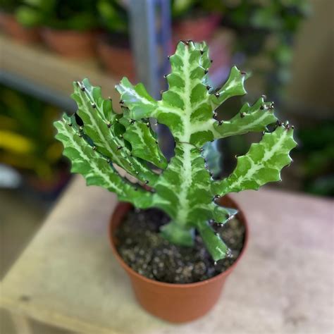 Euphorbia Lactea Wilczomlecz