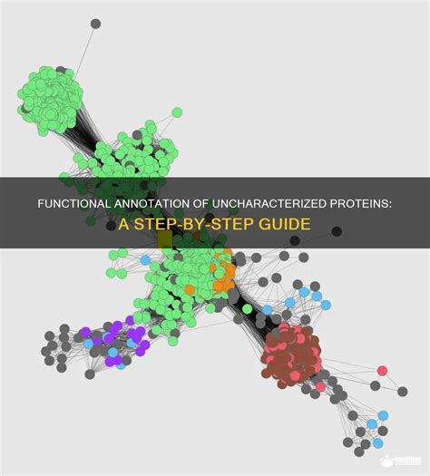 functional annotation of uncharacterized proteins a step by step guide
