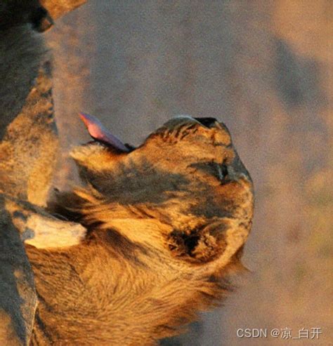 Opencvpython：cv2flip 图像翻转函数 Csdn博客