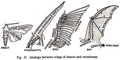 Analogous Structures Butterfly Bird Wings Related Uncovering Secrets