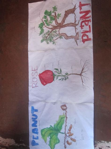 This Activty Shows The Differences And Commonalities Between Flower Trees And Bushes As You Can