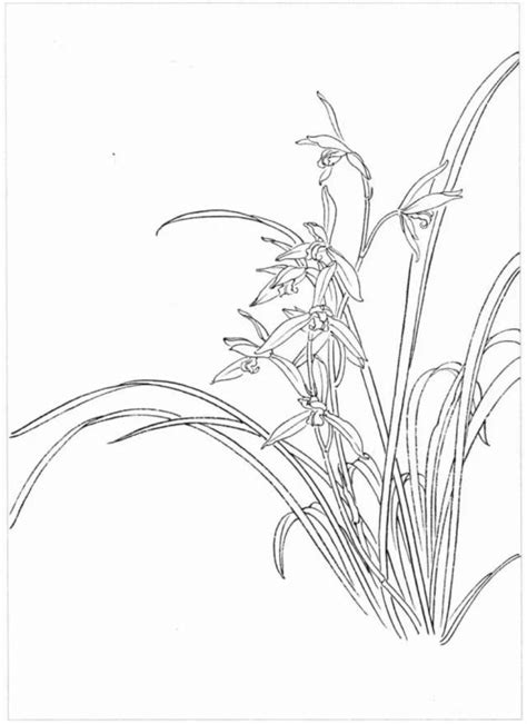 君子兰手绘图片 君子兰素描图片 牡丹手绘图片 大山谷图库