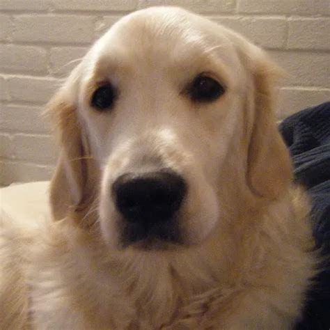 Dainty Rascal American Pantyhose Homemade Porn Xhamster