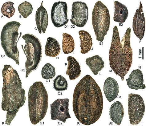 Selected Fruit And Seed Fossils Imaged With Ultra Depth Download Scientific Diagram