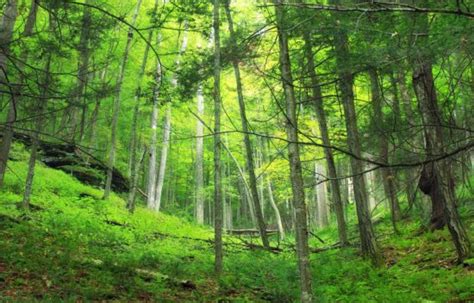 Imagem Gratuita Madeira Natureza Paisagem Folha árvore Meio