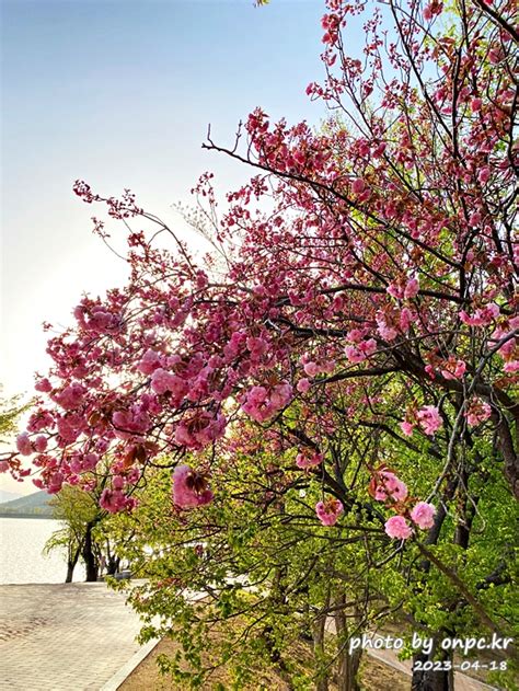 [경주 여행] 겹벚꽃 왕벚꽃 의 명소 불국사에 다녀왔어요 Onpc