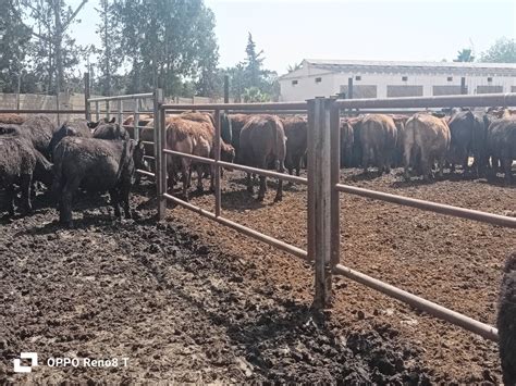 عجول و اكباش للبيع