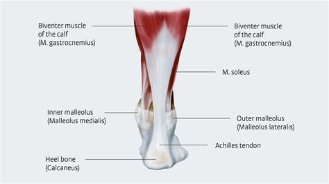 Leg Muscle Diagram Calf Calf Muscle And Achilles Tendon Anatomy