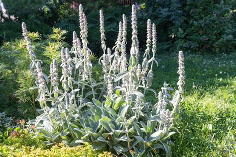 Lambs Ear Profile Planting And Care Plantura