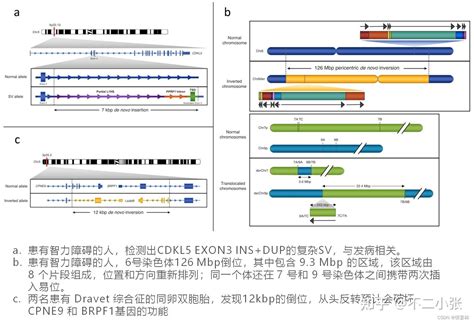 人基因组重测序系列 1人基因组简介 知乎
