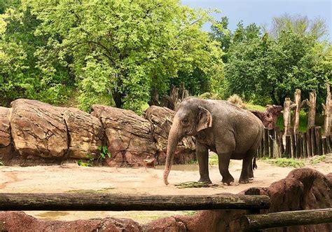 Sumatran Elephant Lombok Wildlife Park