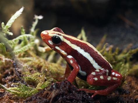 8 Poison Dart Frog Species That You Can Keep At Home Reptile Advisor