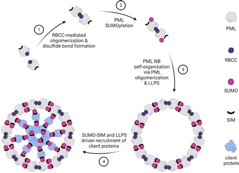 Regulating The P53 Tumor Suppressor Network At Pml Biomolecular Condensates