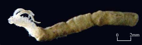 What Are Sedentary Polychaetes