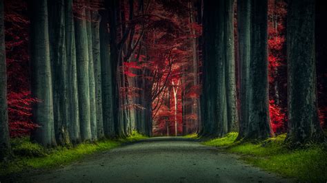 Road In Forest Wallpapers Top Free Road In Forest Backgrounds