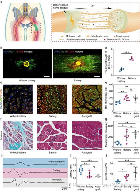 南京大学张晔团队：植入式锌氧气电池原位电刺激促进神经再生 知乎