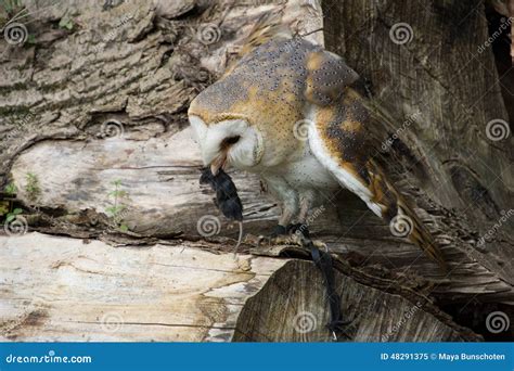 Barn Owl Eating Stock Image Image Of Bird Wildlife 48291375