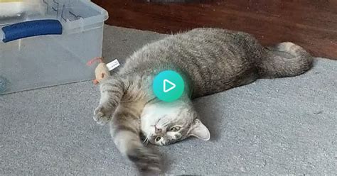 Cat Experiences Fresh Catnip For The First Time Album On Imgur