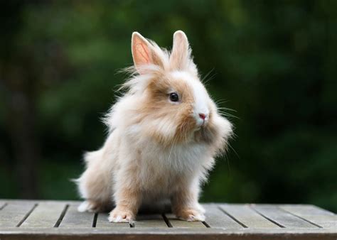 Dwarf Lionhead Bunny