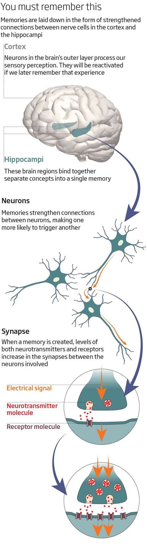 Discover 9 Cingulate Cortex And Brain Science Ideas Brain Anatomy
