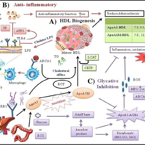 ApoA1 Milano In The Biogenesis Of High Density Lipoprotein HDL And Download Scientific