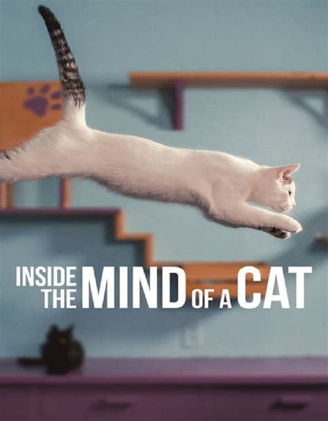 Inside The Mind Of A Cat 2022