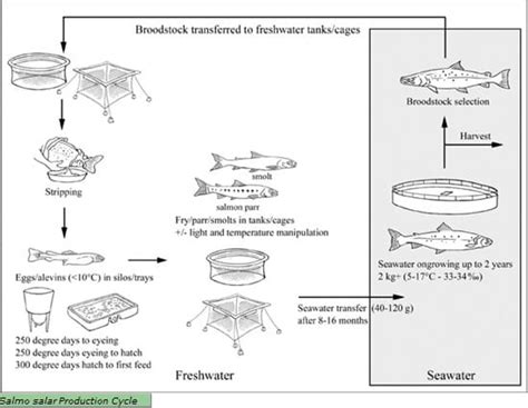 Production Methods For Atlantic Salmon The Fish Site