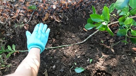 How To Propagate Euonymus Video Planting 101