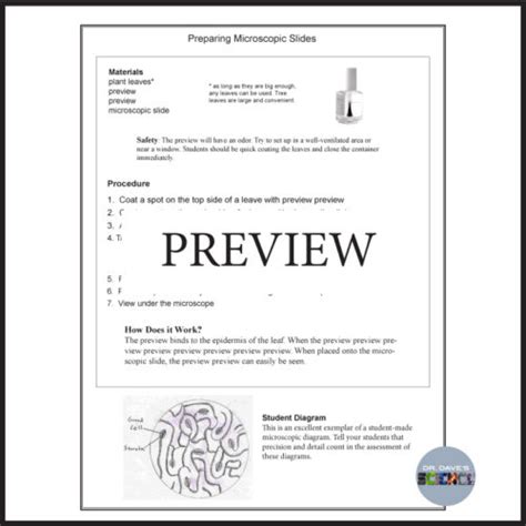 Microscope Slide Lab Activity Worksheet Viewing Stomata And Guard Cells Made By Teachers