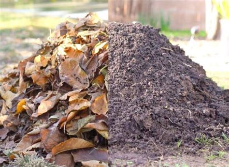 Leaf Compost How To Create 10x Powerful Fertilizer In Just 30 To 40 Days