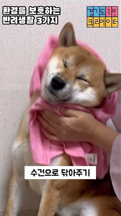 갑자기 샤워하는 밤톨이 일회용 물티슈 대신 수건으로 닦기 친환경 일회용품 시바견 Youtube