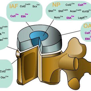 The Location Of Cre Recombinase Activation In The Intervertebral Disc Download Scientific