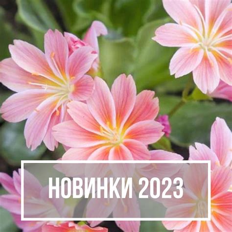 Лимонне дерево Citrus Limon Зелені Янголи розсадник рослин