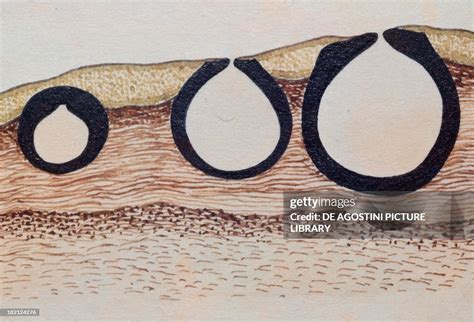 Lichen Cross Section Morphological And Molecular Identification For