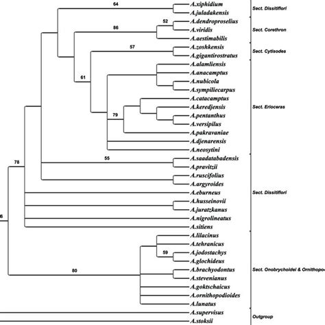 Strict Consensus Tree Of 90 Most Parsimonious Trees Obtained From Download Scientific Diagram