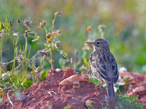 Meadow Pipit Bird Facts Anthus Pratensis Bird Fact