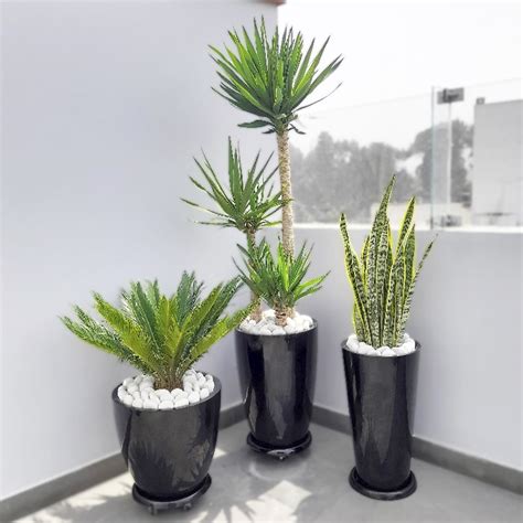 Ripley Combo De Plantas El Amanecer Naturaleza 3 Plantas De Exterior