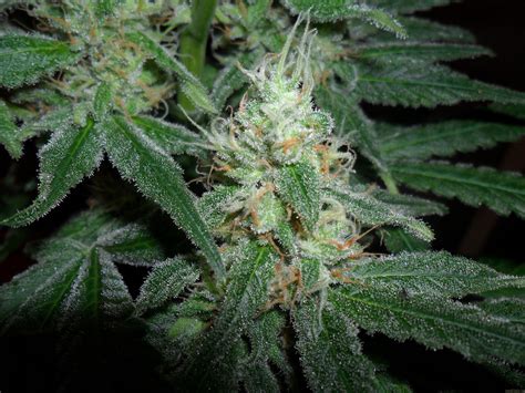 Strain Gallery Hash Plant Sensi Seeds Pic 8509 By Sensi Seeds