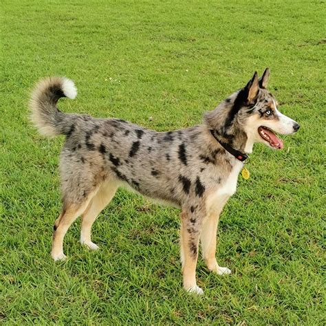 Catahoula Husky Mix Sasha Large Female Catahoula Leopard Dog Mix Dog