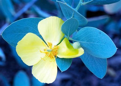 11 Yellow Flowering Trees And Shrubs Plantglossary