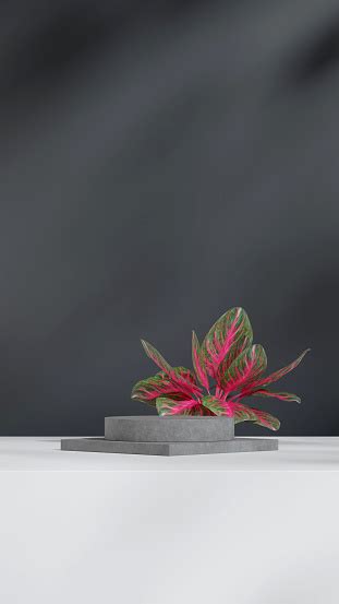 템플릿 모형 콘크리트 텍스처 블록과 실린더 연단 초상화 미니멀 장면 렌더링 3d 0명에 대한 스톡 사진 및 기타 이미지 0명 3차원 형태 강단 Istock