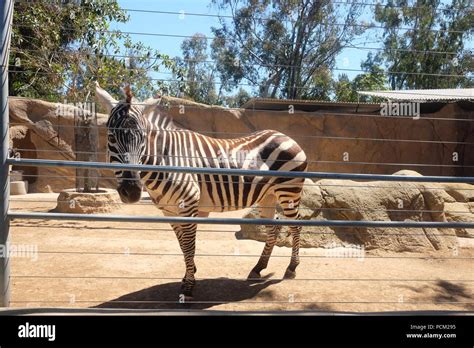 San Diego Zoo Animal Gallery