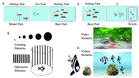 Common Type Of Visual Stimuli Used In Open Loop Behavior Experiments Download Scientific
