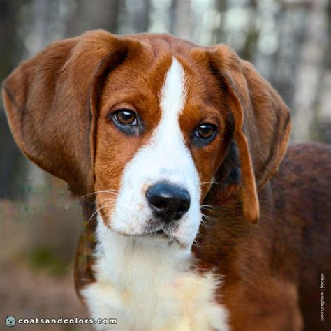 Beagle Colors Coats And Colors