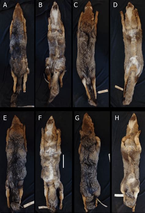 Dusicyon Gymnocercus Lordi Massoia 1982 Pieles En Vistas Aceg