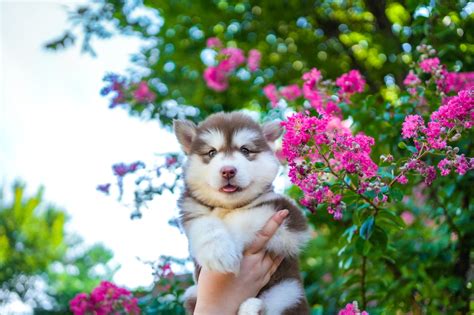 말라뮤트분양 사랑스러운 애기 강아지 요요 골든리트리버분양 라브라도리트리버분양 보더콜리분양 도베르만분양 사모예드분양 올드잉글리쉬쉽독분양 시베리안허스키분양 말라뮤트분양