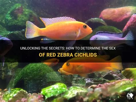 Unlocking The Secrets How To Determine The Sex Of Red Zebra Cichlids Petshun