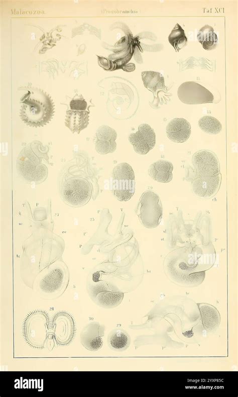 Dr Hg Bronns Klassen Und Ordnungen Der Weichthiere Malacozoa