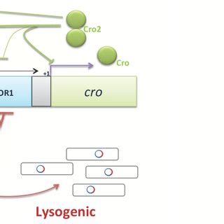 Regulatory Network Of Bacteriophage Lambda Left Genes And Operators Download Scientific